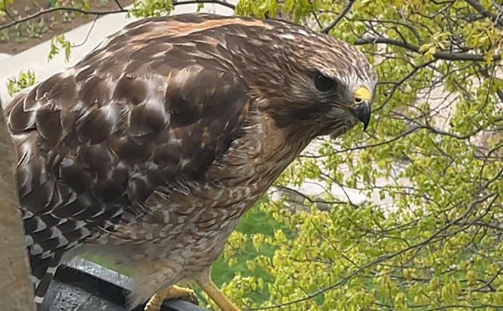 BW's Marting Hall is home to nesting hawks